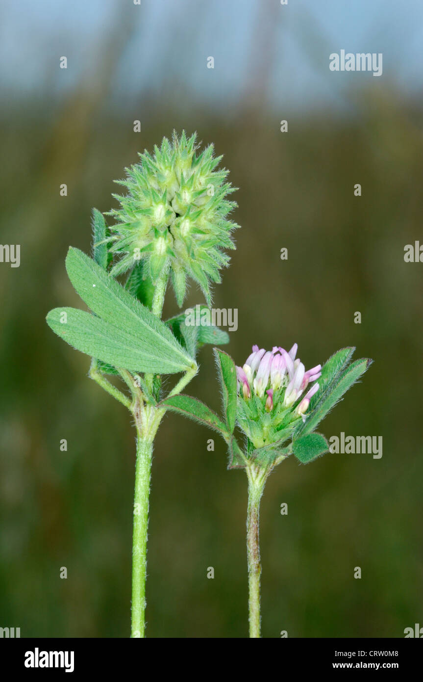 SEA CLOVER Trifolium squamosum Stock Photo - Alamy