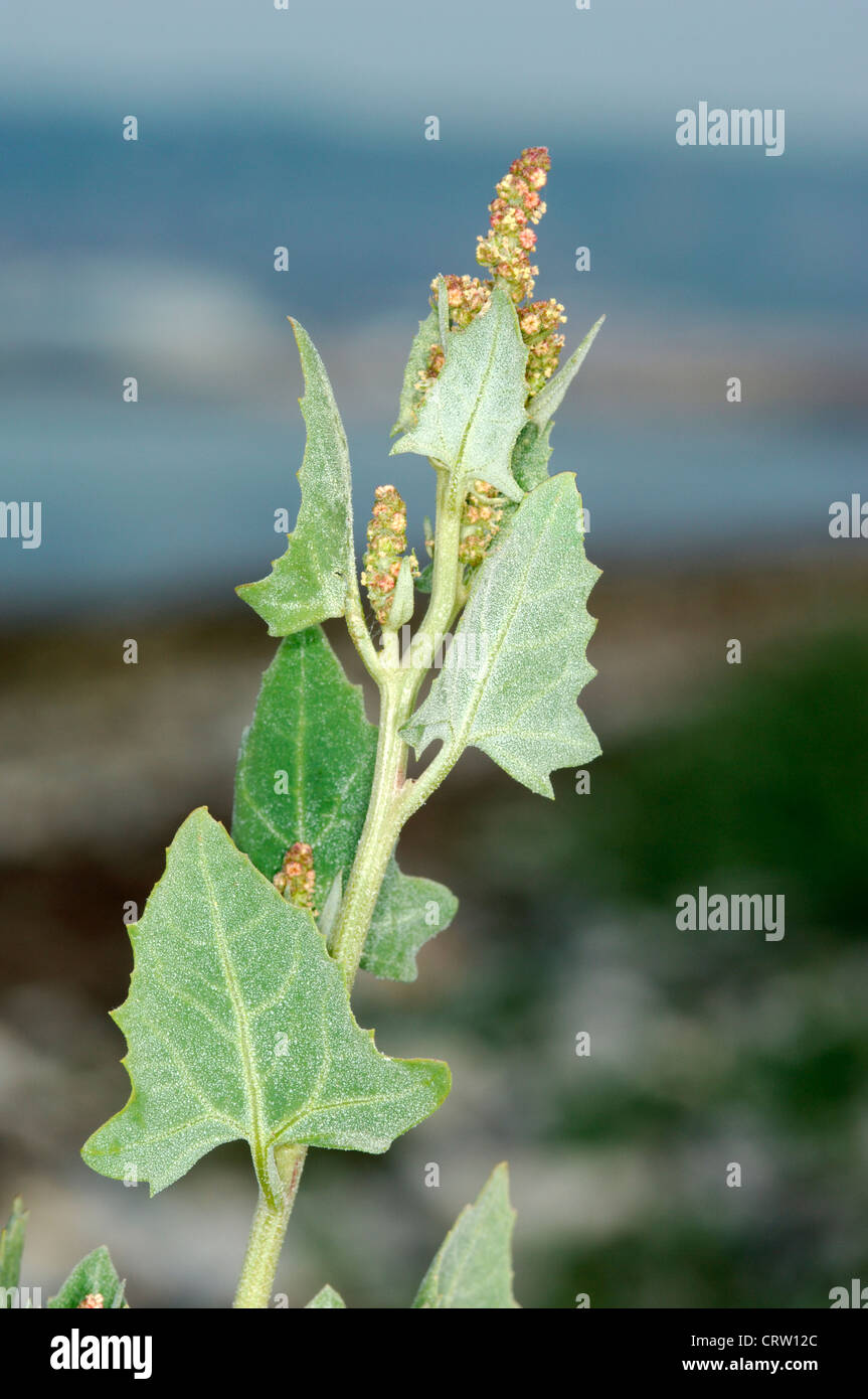 SPEAR-LEAVED ORACHE Atriplex prostrata (Chenopodiaceae Stock Photo - Alamy