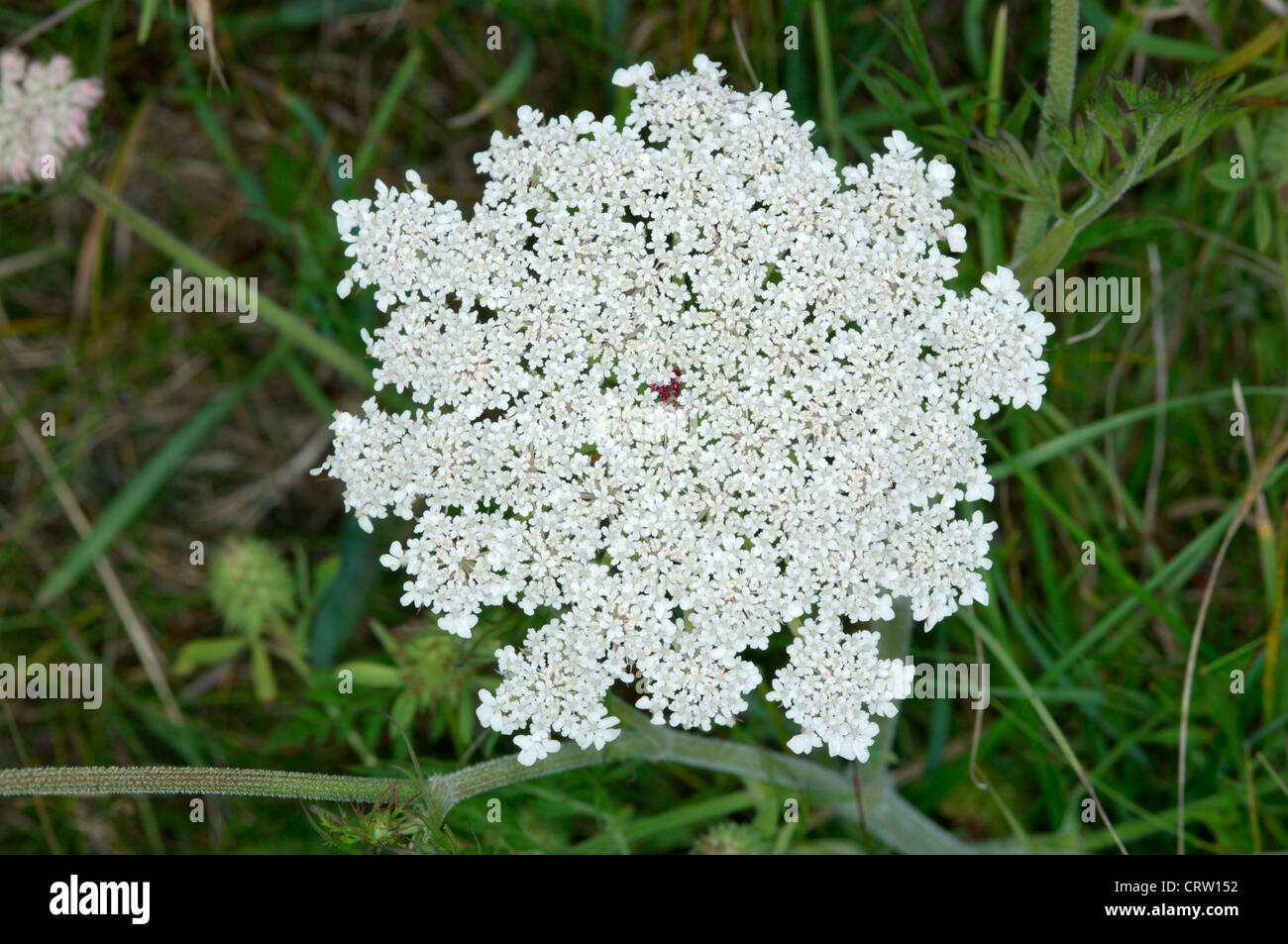 WILD CARROT Daucus carota carota (Apiaceae Stock Photo - Alamy