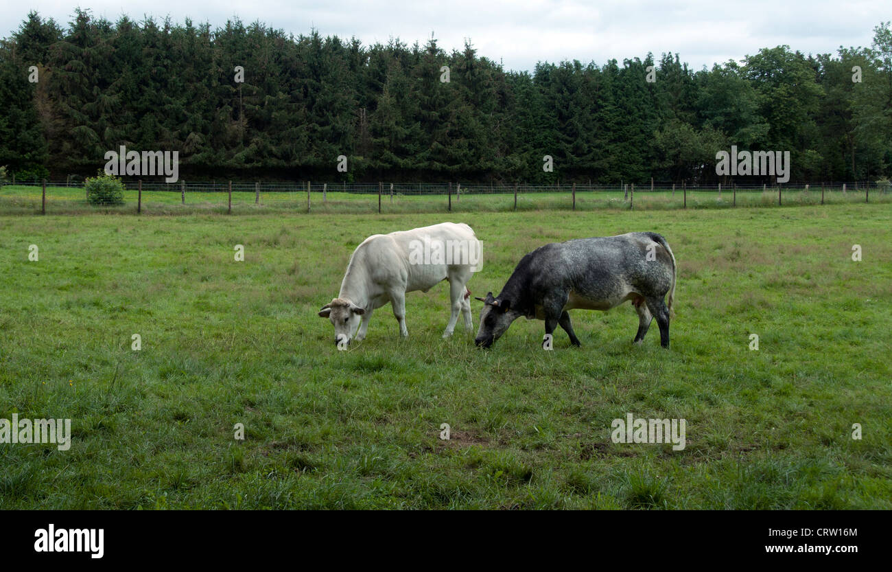 Grey and white cow hi-res stock photography and images - Alamy