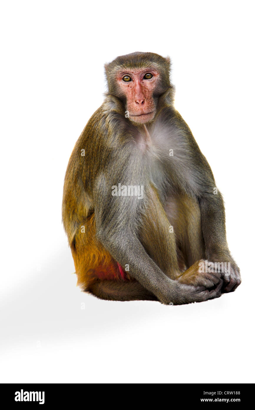 Macaque eyes Cut Out Stock Images & Pictures - Alamy