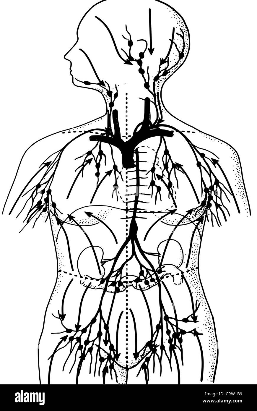 Lymphatic system hi-res stock photography and images - Alamy