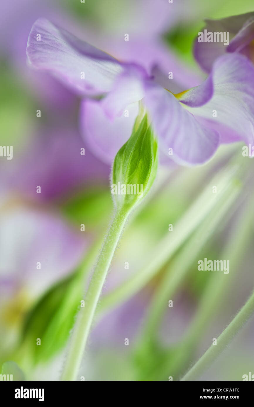 Violet primula hi-res stock photography and images - Alamy