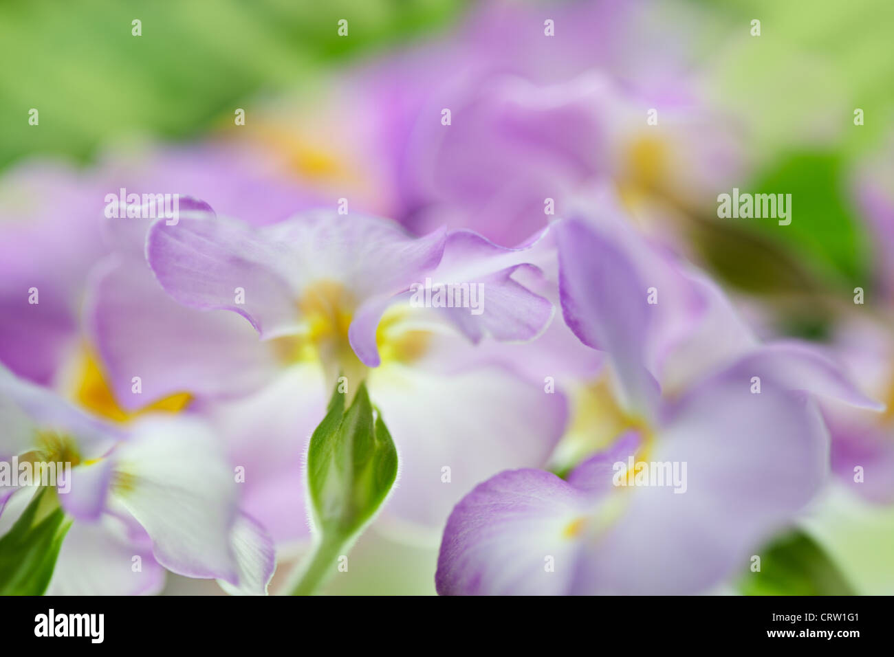 Violet prime hi-res stock photography and images - Alamy