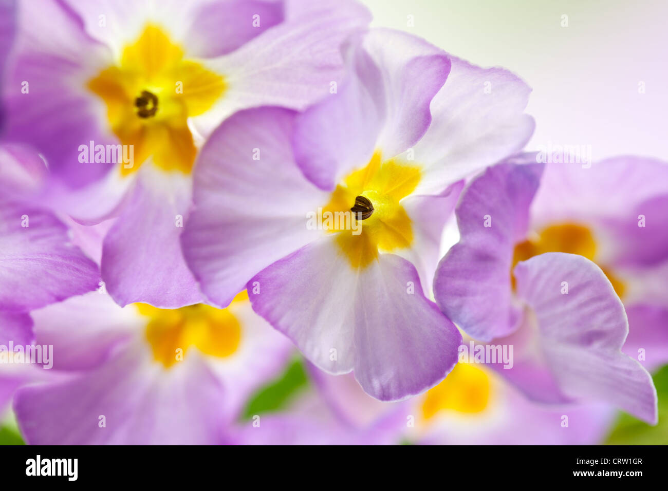 Violet Primula Flowers Stock Photo - Alamy