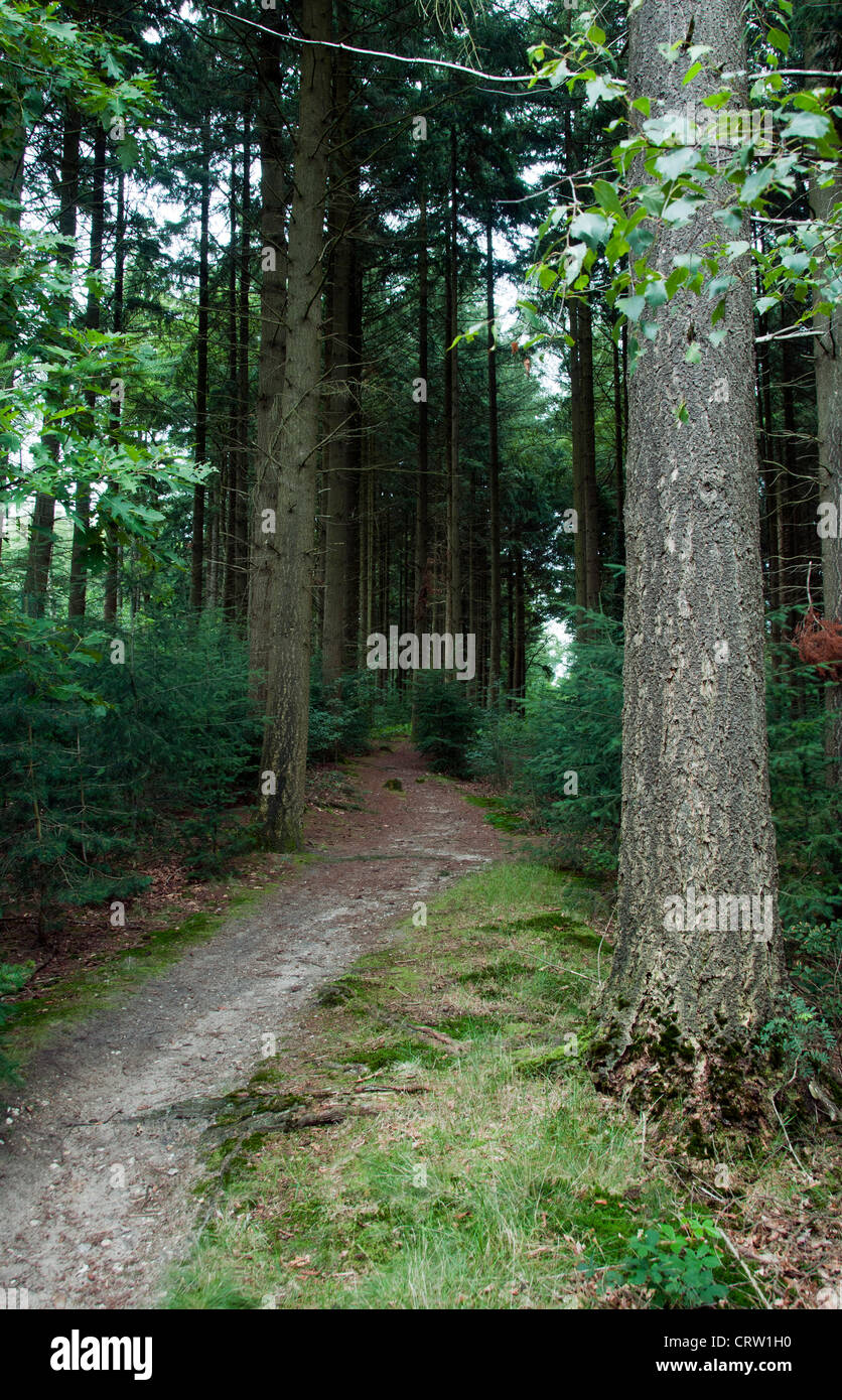 trees in the forest in Holland Stock Photo - Alamy