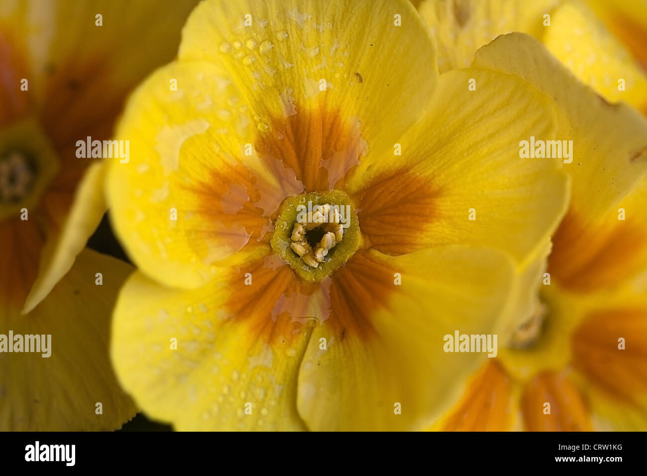 Yellow primrose flowers hi-res stock photography and images - Alamy