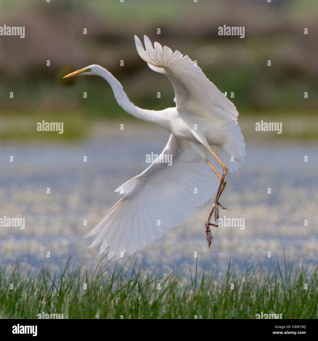 Great Egret (Egretta alba) in flight Stock Photo - Alamy