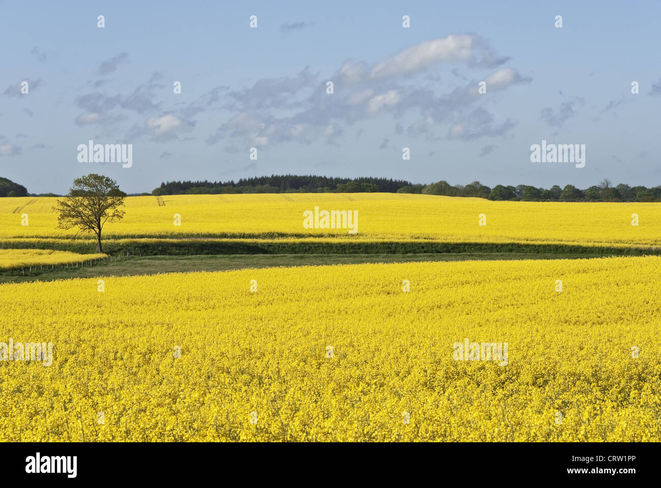 Rapeseed field near Rieseby Stock Photo - Alamy