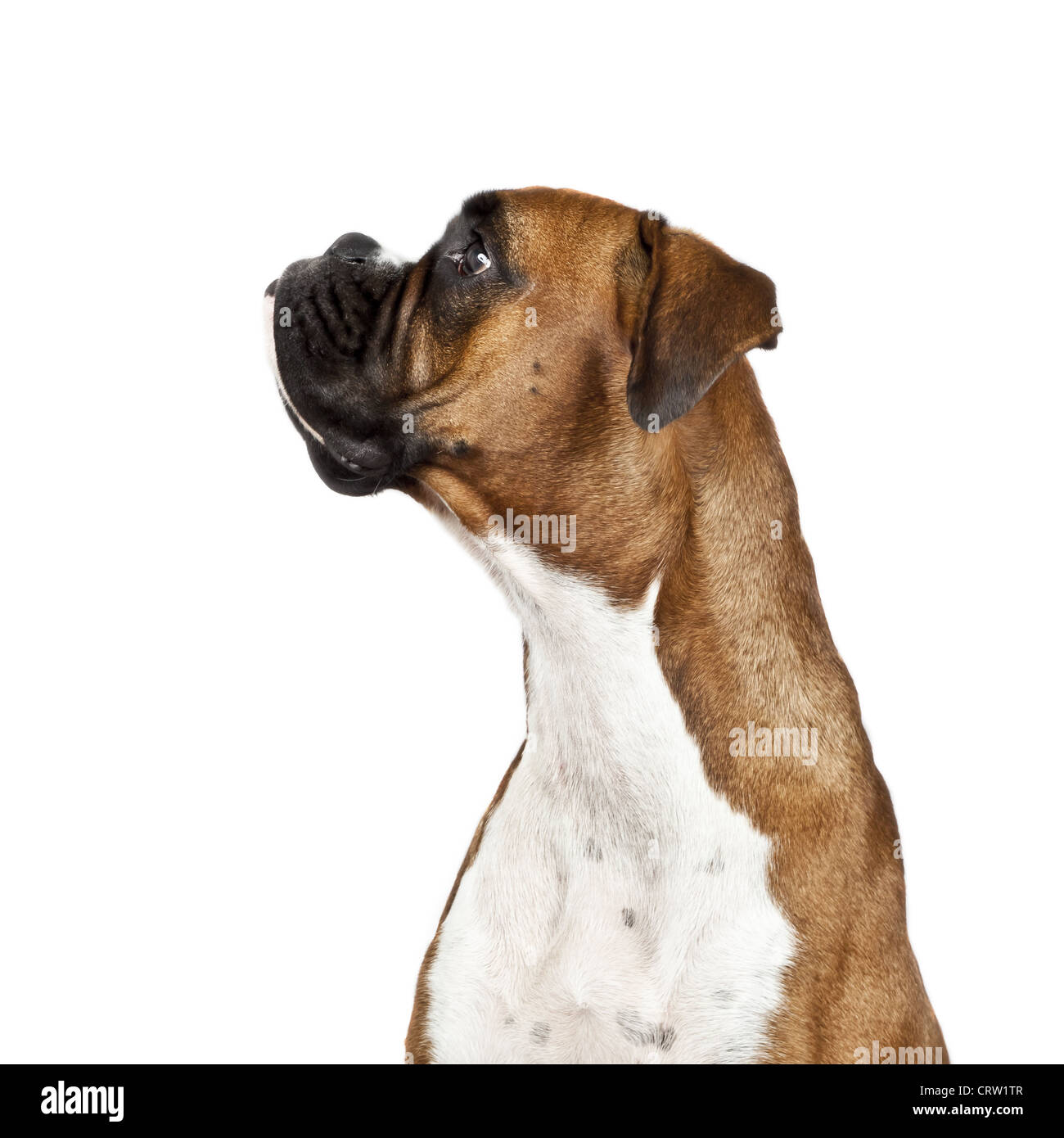 German fauna hi-res stock photography and images - Alamy