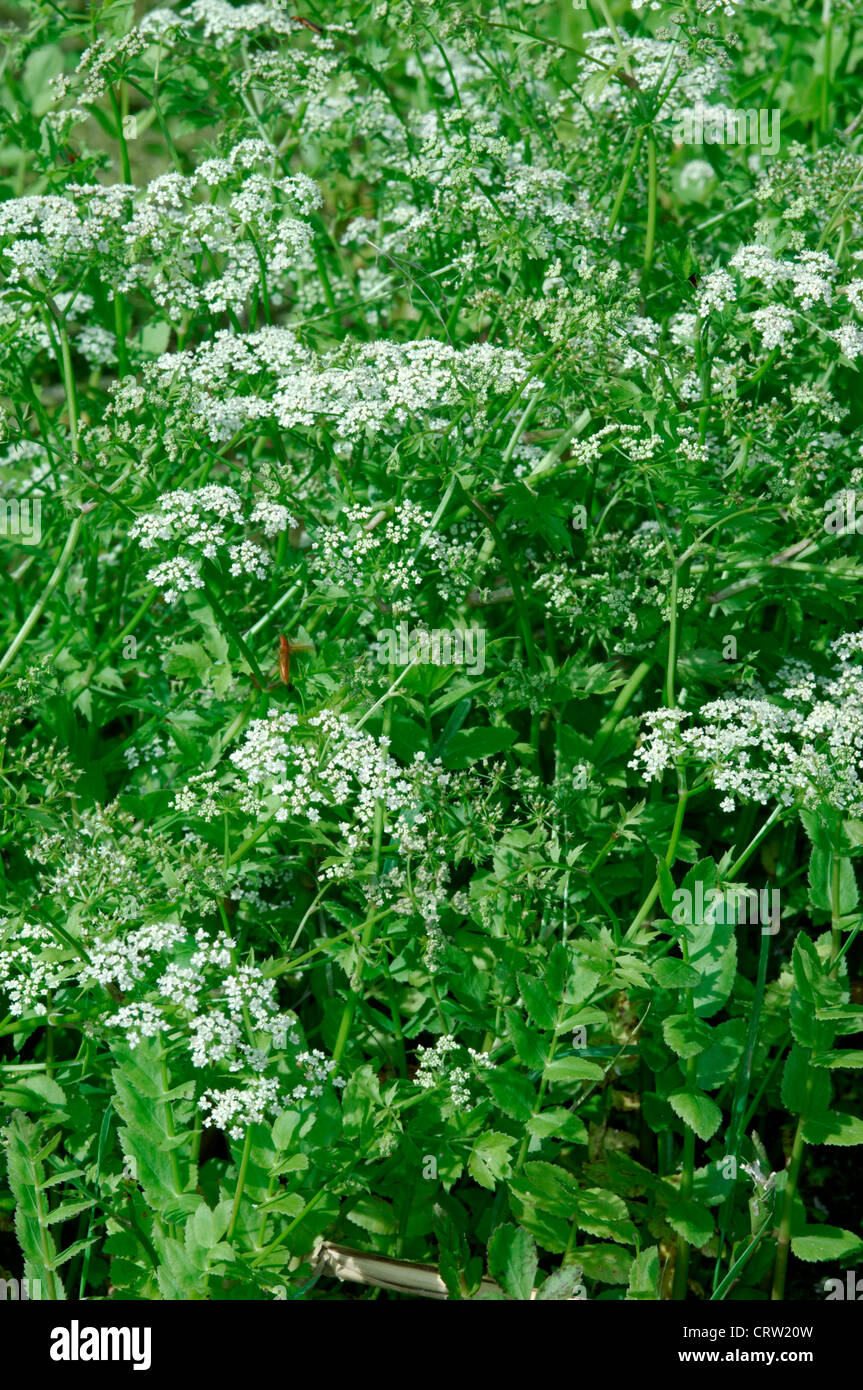 LESSER WATER-PARSNIP Berula erecta (Apiaceae Stock Photo - Alamy