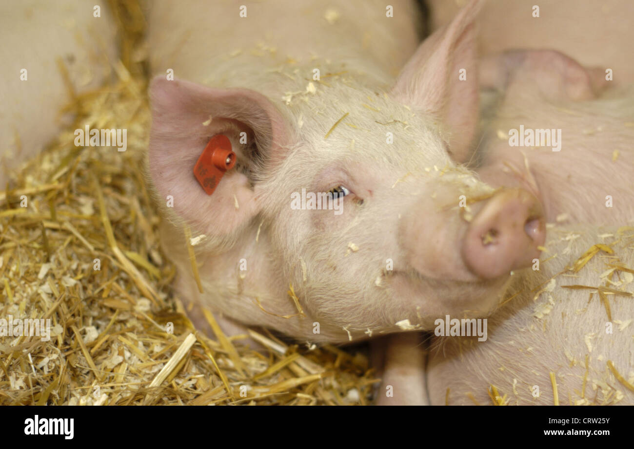 Pig with ear tag in the straw Stock Photo - Alamy