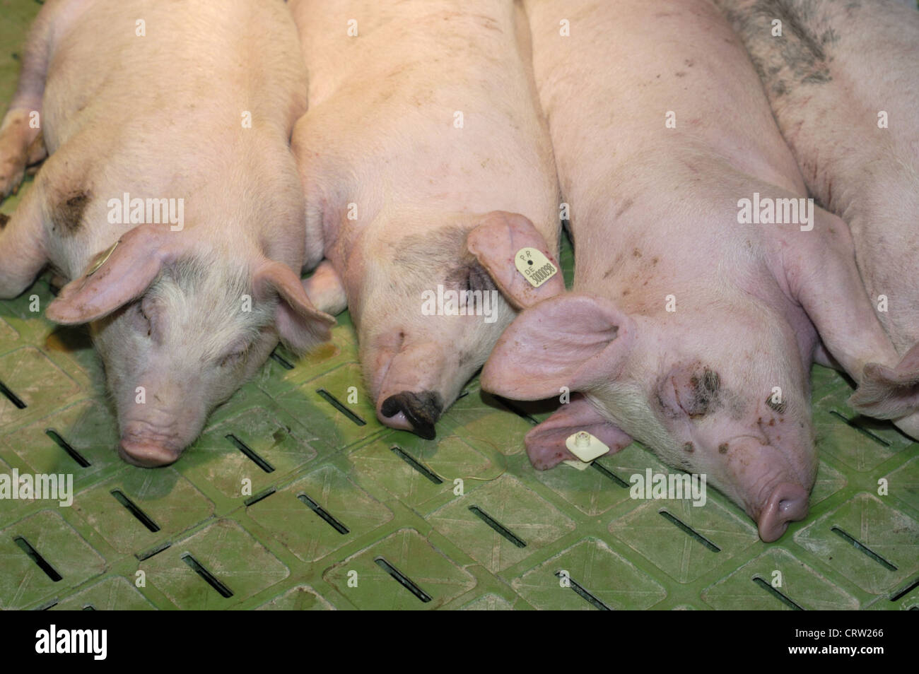 Modern pig farming: in weaning piglets Stock Photo - Alamy