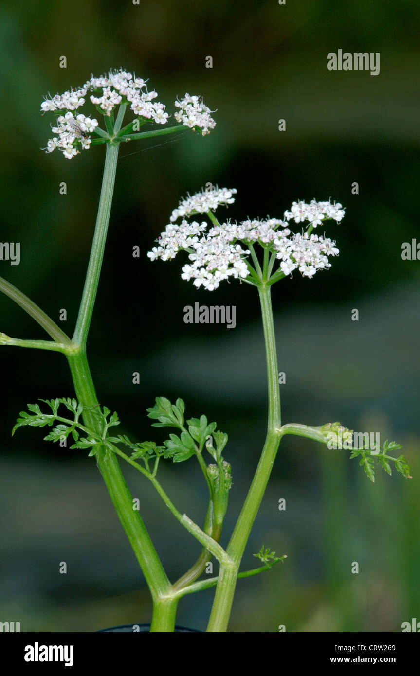 FINE-LEAVED WATER-DROPWORT Oenanthe aquatica (Apiaceae Stock Photo - Alamy