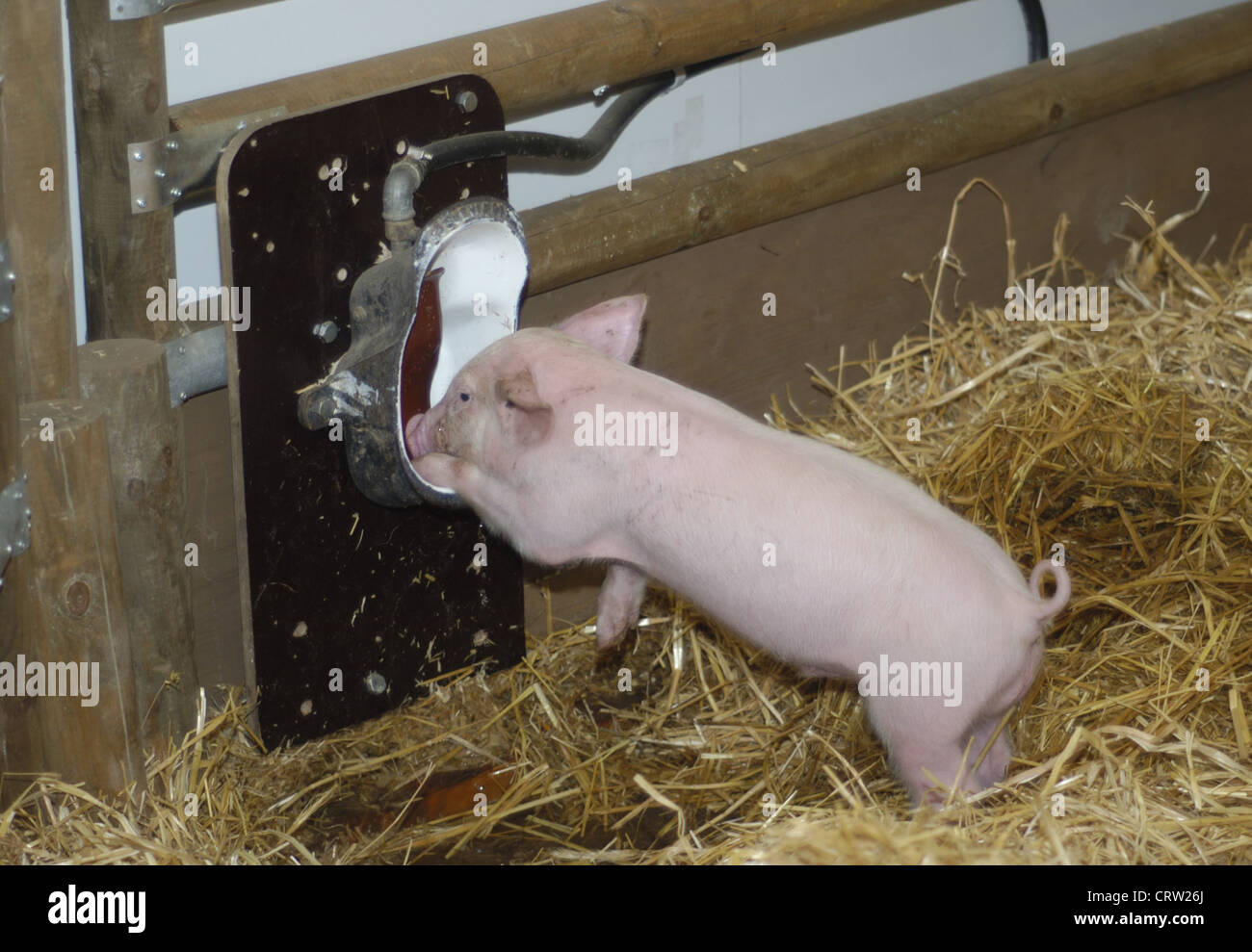 Drinking straw in pigs at the trough Stock Photo - Alamy