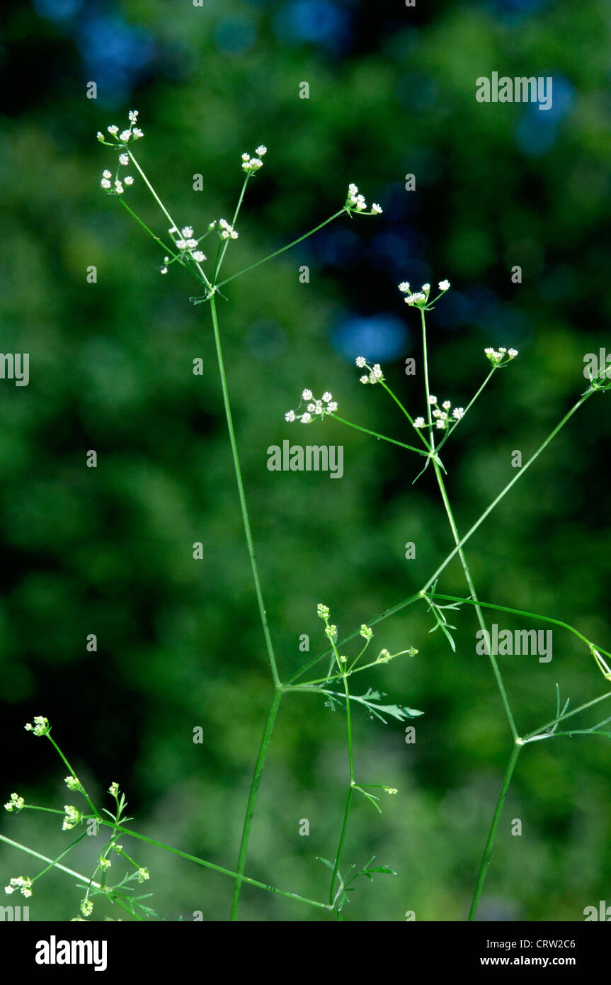 STONE PARSLEY Sison amomum (Apiaceae Stock Photo - Alamy