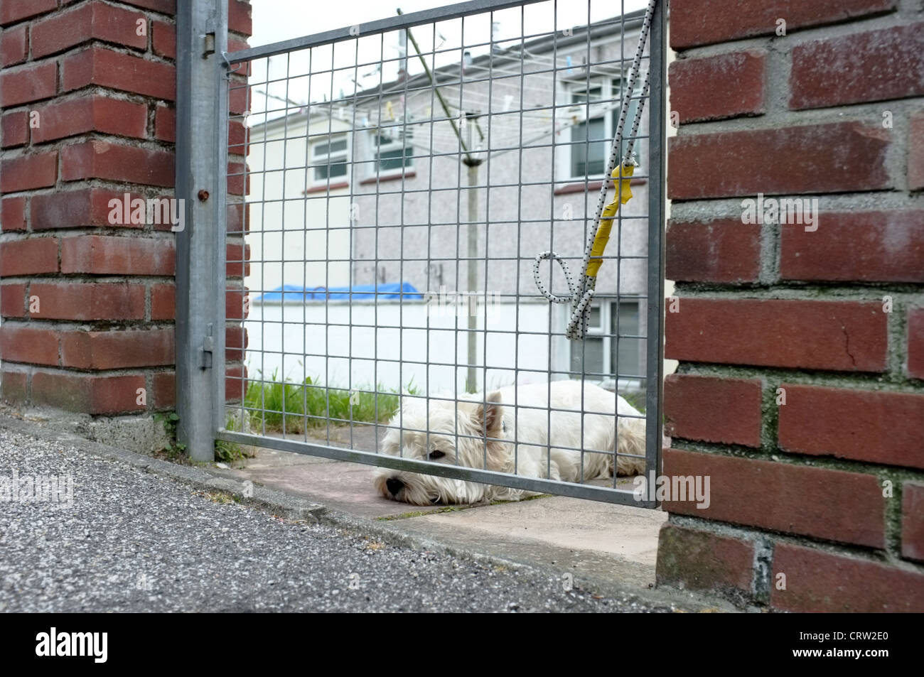 Dog waiting gate hi-res stock photography and images - Alamy
