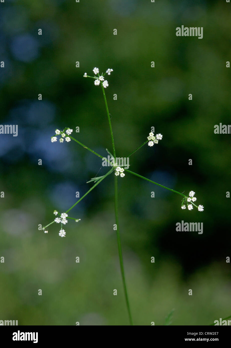 STONE PARSLEY Sison amomum (Apiaceae Stock Photo - Alamy