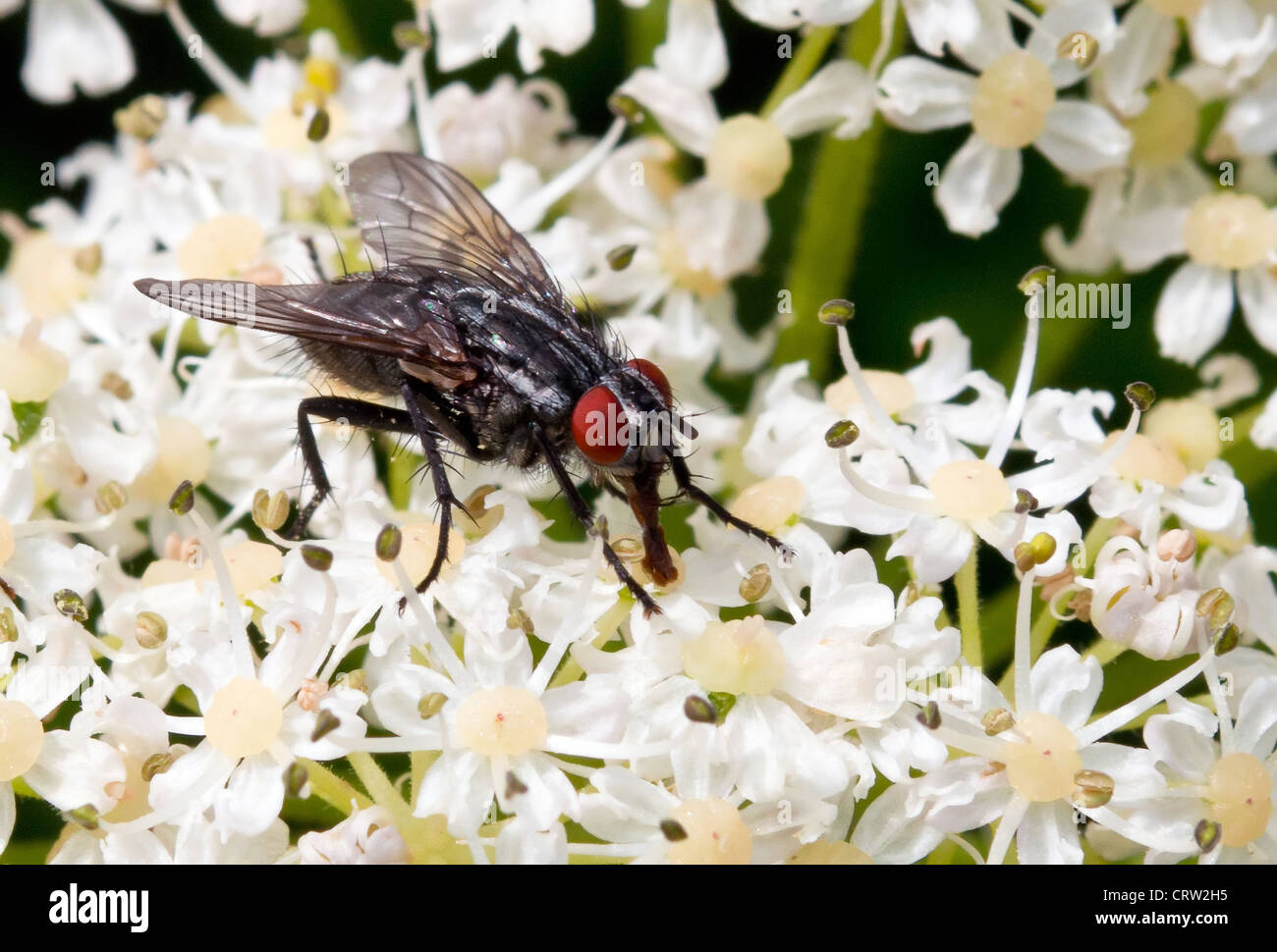 House Fly feeding on white flower Stock Photo - Alamy