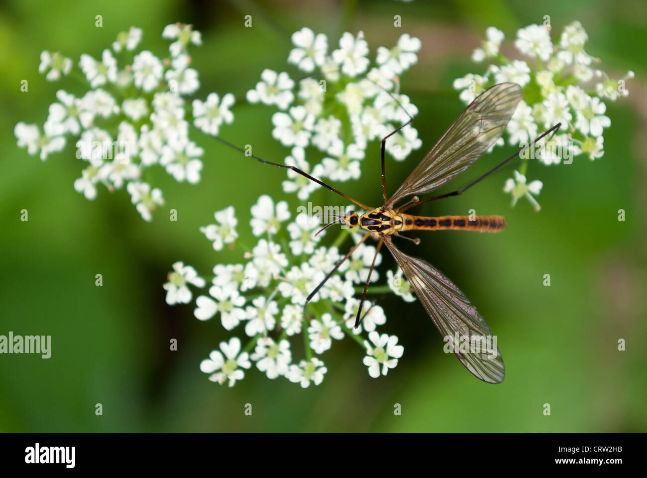 Spotted Crane-Fly Nephrotoma on white flower against green foliage ...