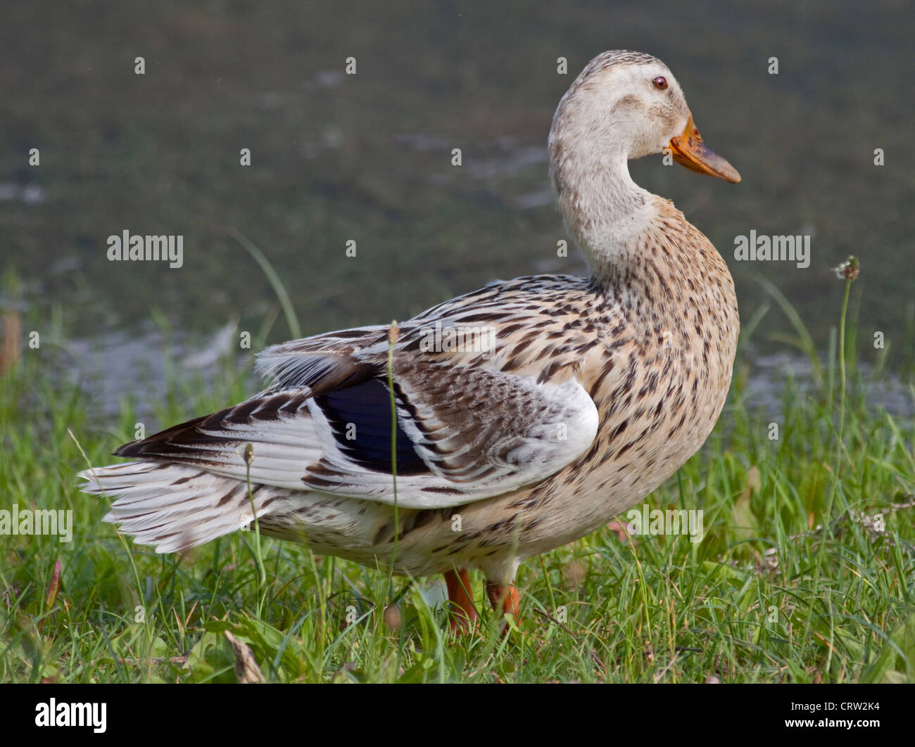 Wild duck italy hi-res stock photography and images - Alamy