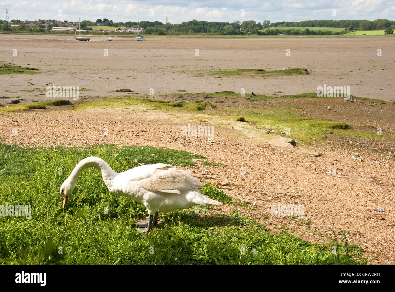 Swan on the Stour Estuary Stock Photo - Alamy
