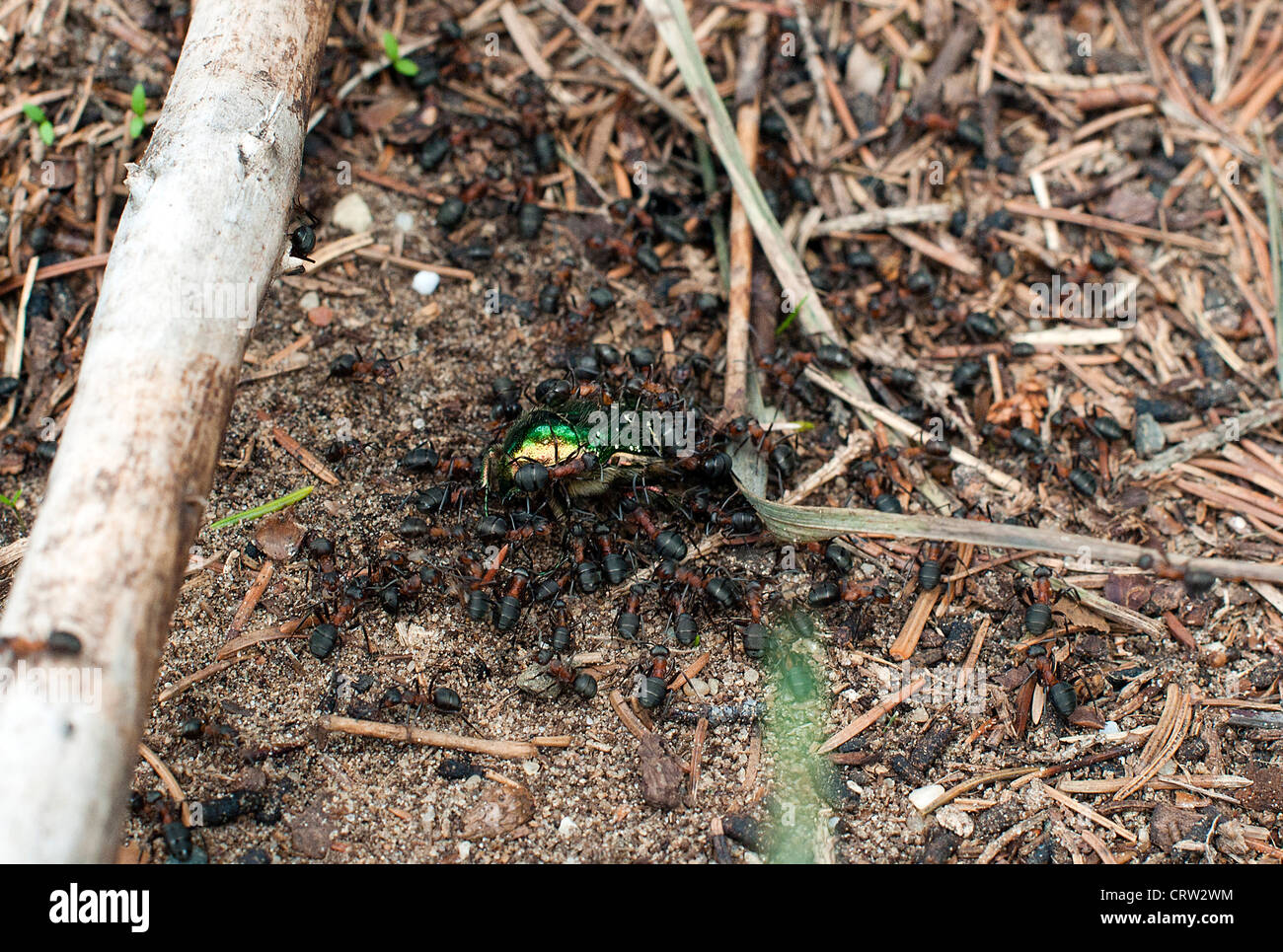 Ant hill detail hi-res stock photography and images - Alamy