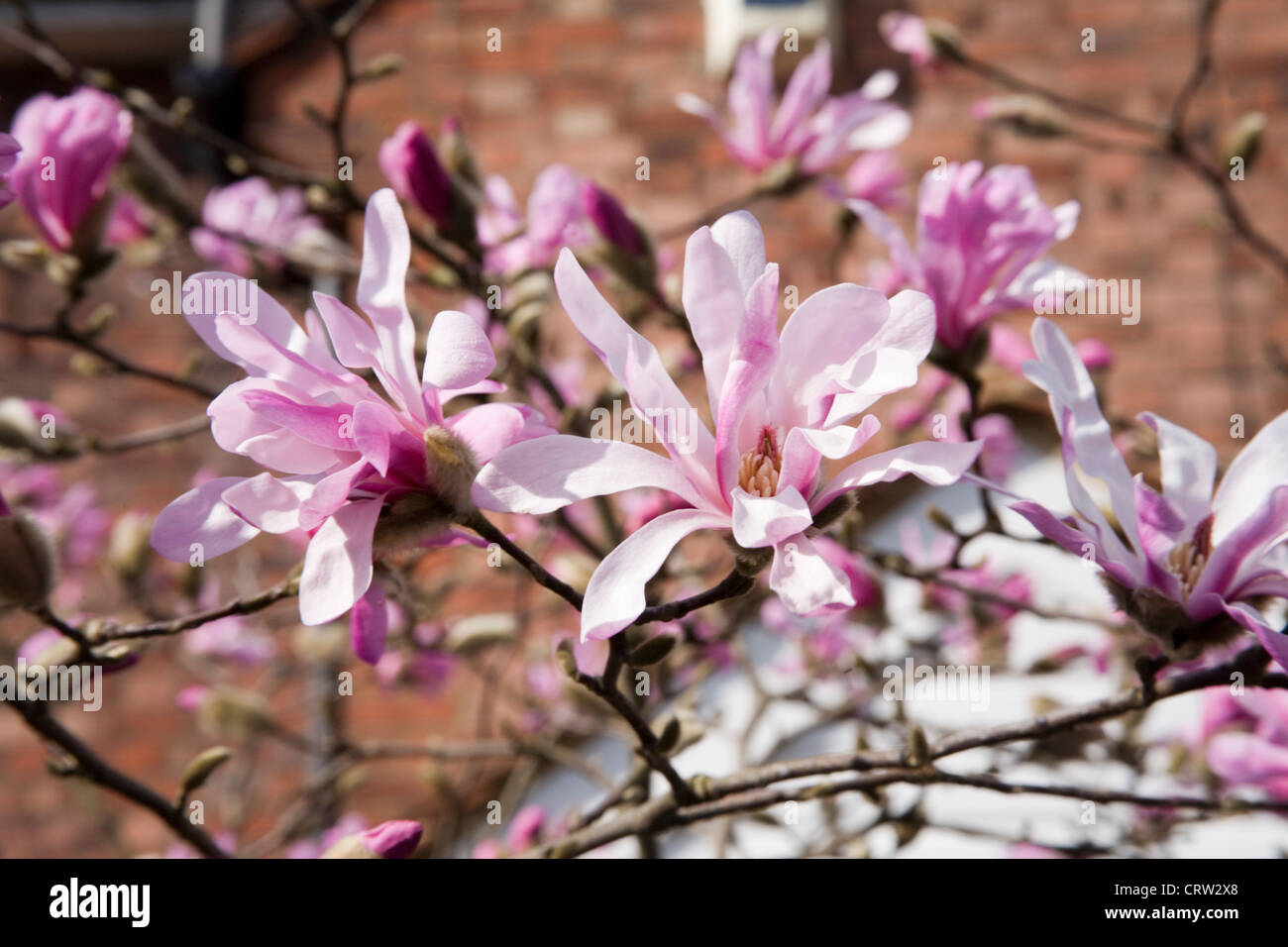 Red brick wall with flowers hi-res stock photography and images - Alamy