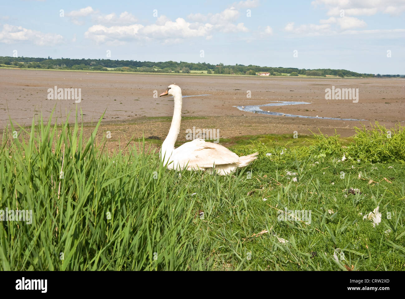 Swan on the Stour Estuary Stock Photo - Alamy