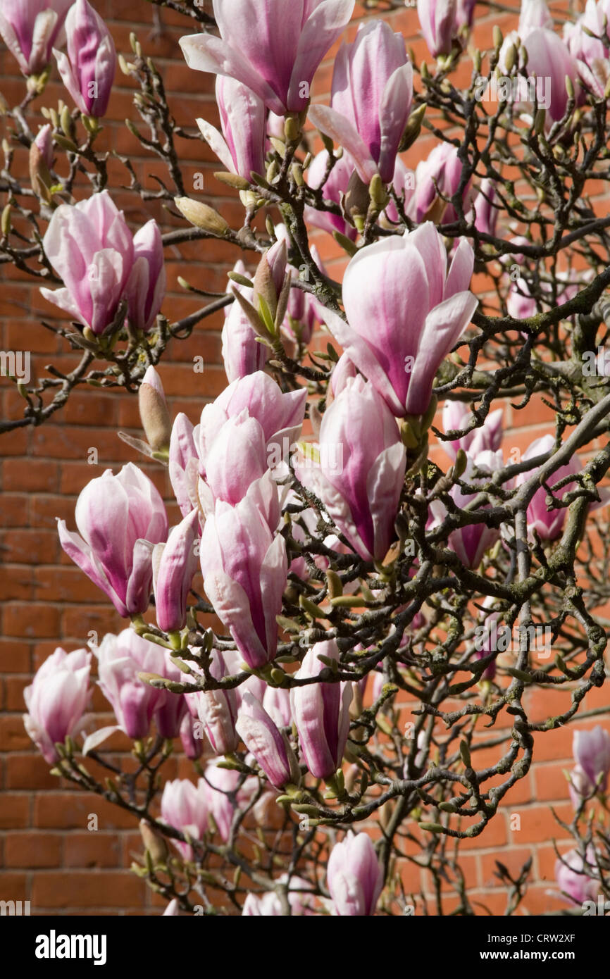 Red brick wall with flowers hi-res stock photography and images - Alamy