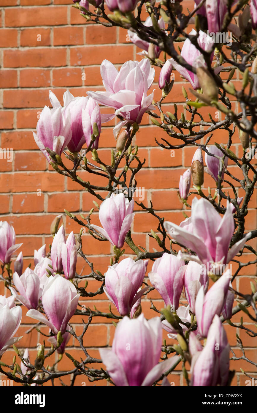 Red brick wall with flowers hi-res stock photography and images - Alamy
