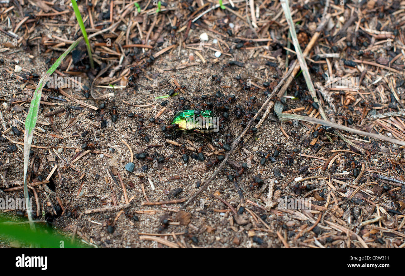 Ant hill hi-res stock photography and images - Alamy