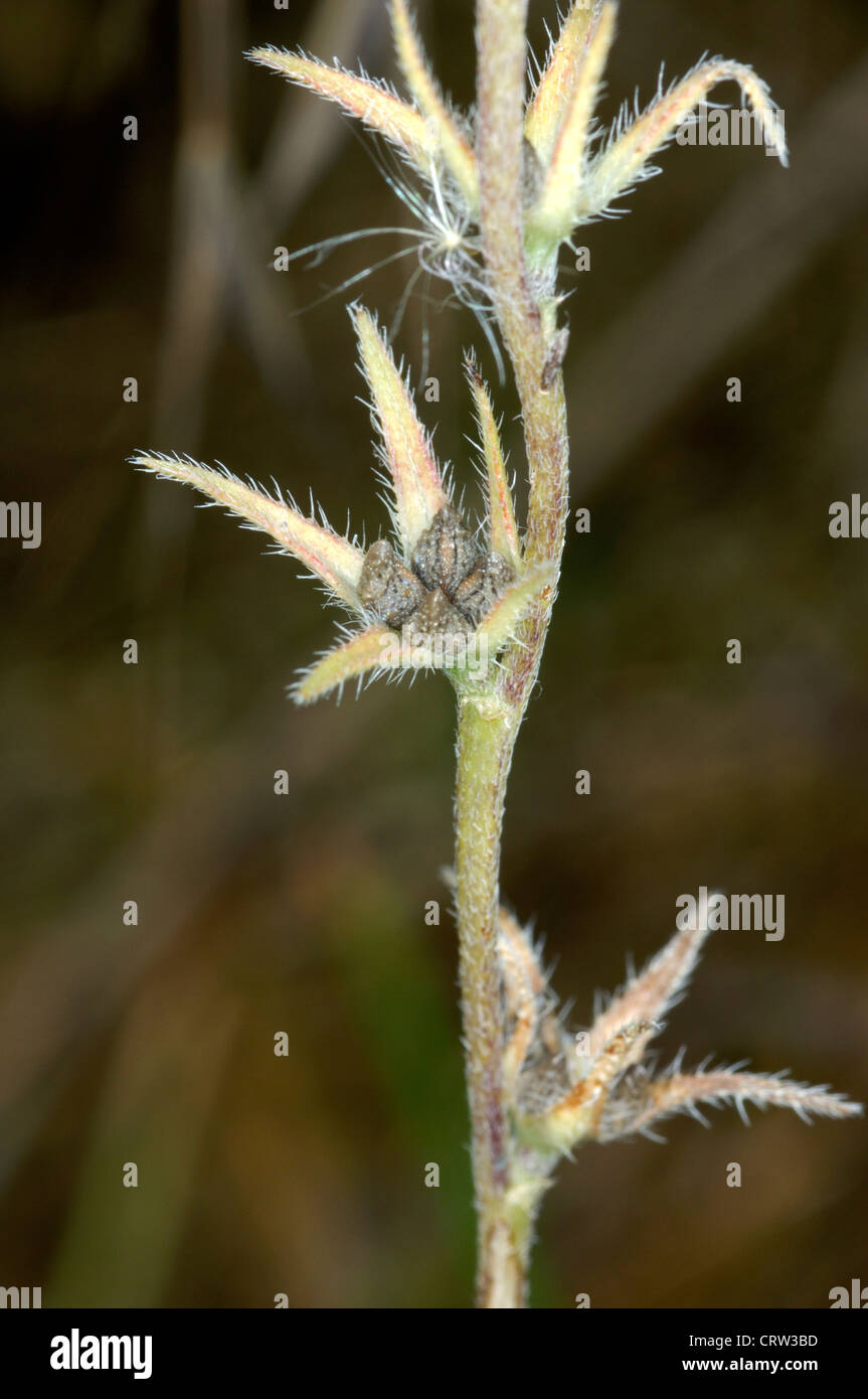 FIELD GROMWELL Lithospermum arvense (Boraginaceae Stock Photo - Alamy