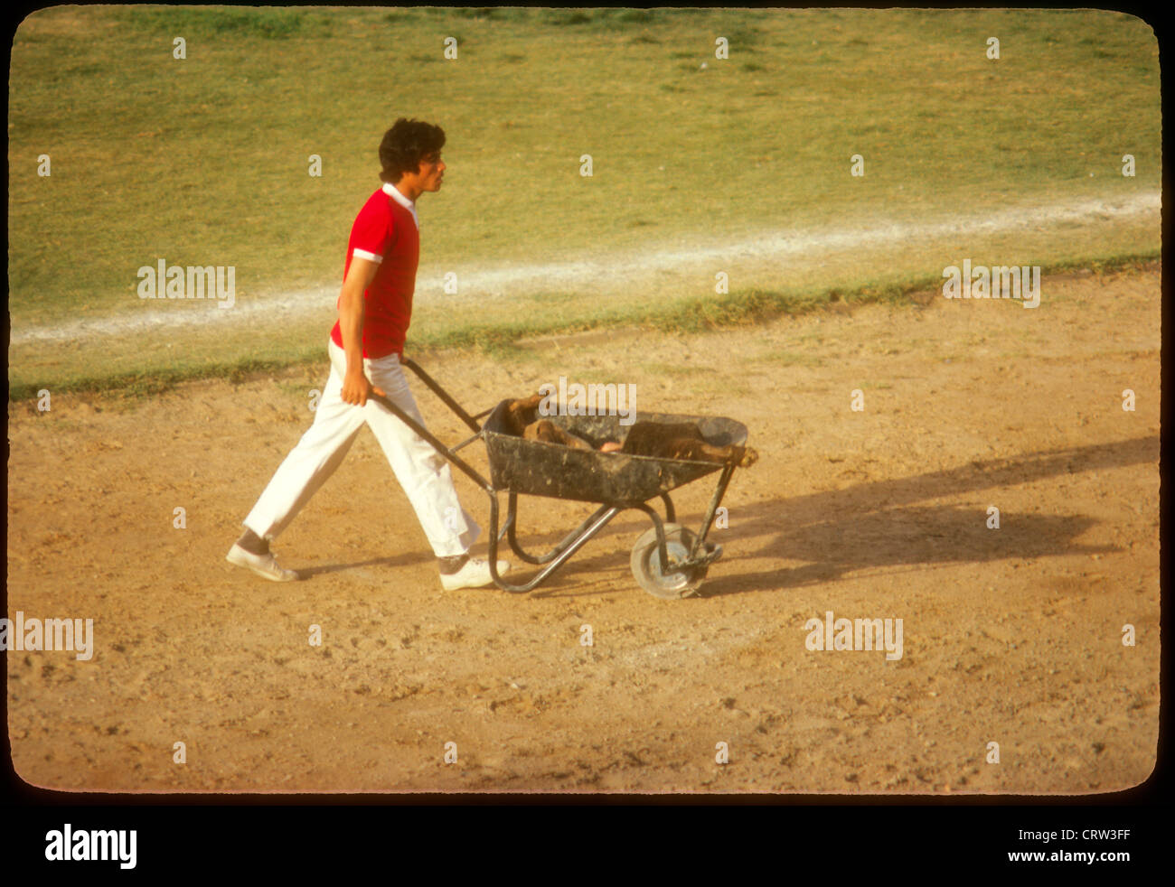 Man pushing wheel barrow with calf in Kabul in afghanistan before the ...