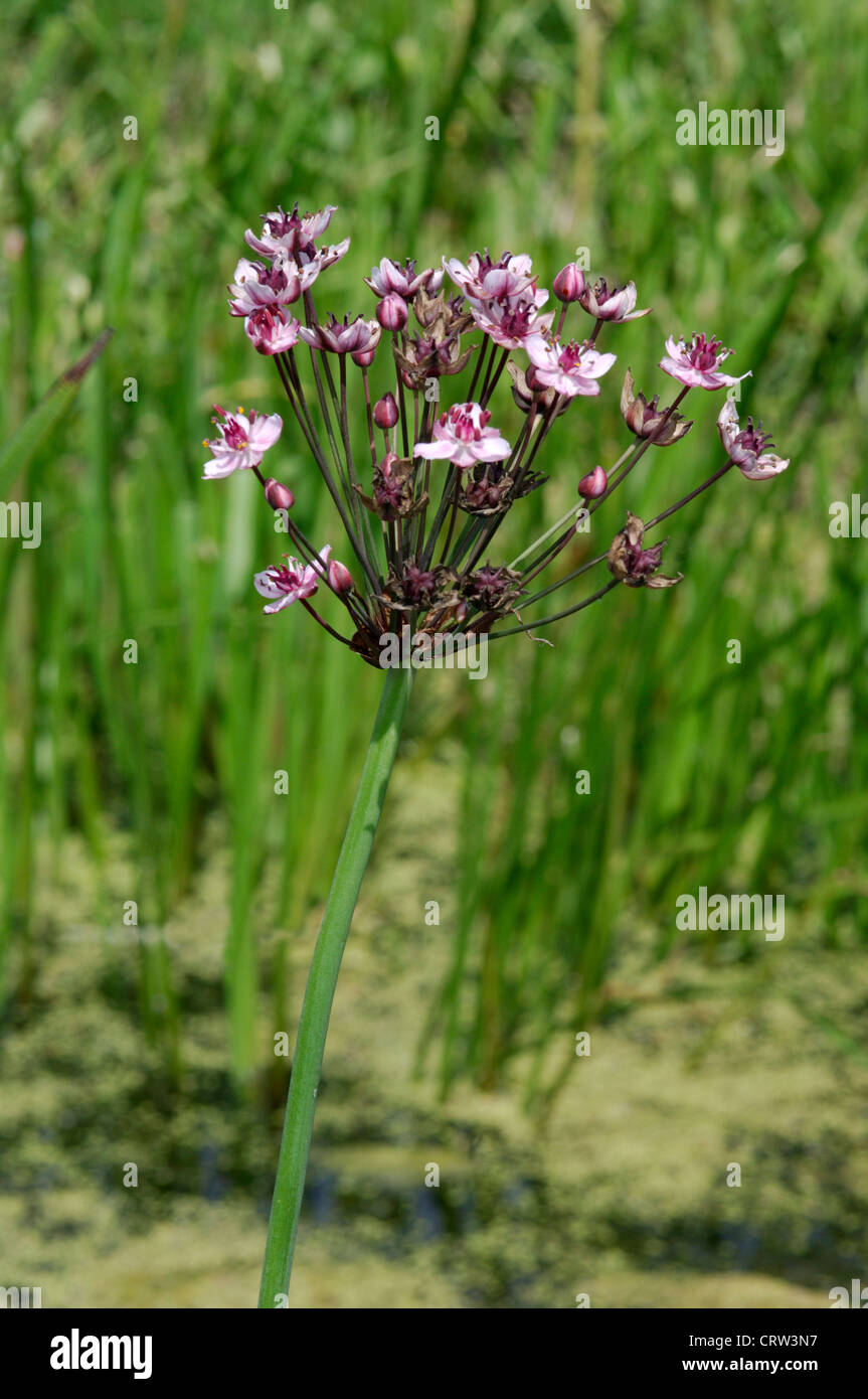 Flowering hi-res stock photography and images - Alamy