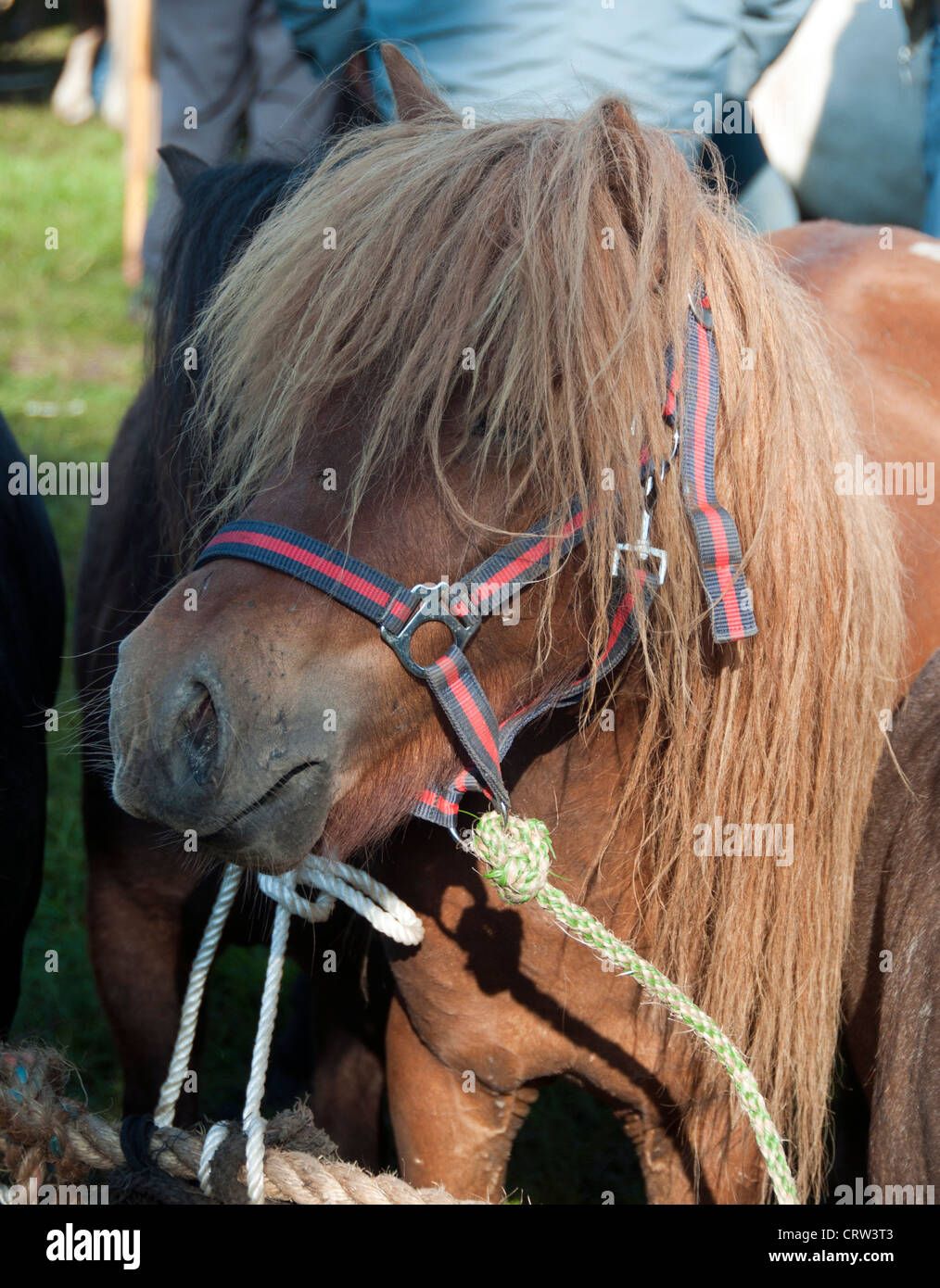 Palomino shetland pony hi-res stock photography and images - Alamy