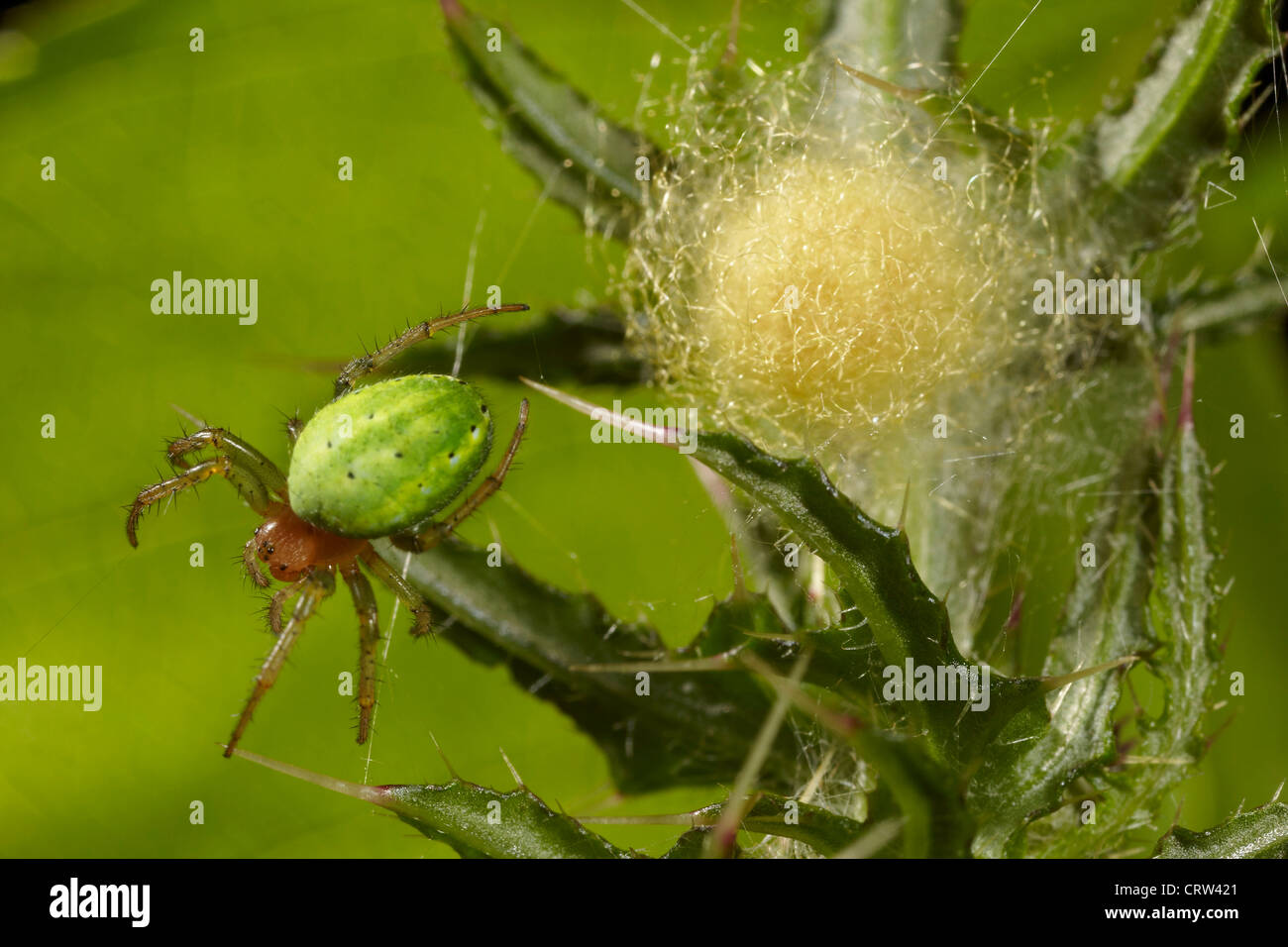 Cucumber spider, Araniella cucurbitina or Green Orb Weaver, with its ...