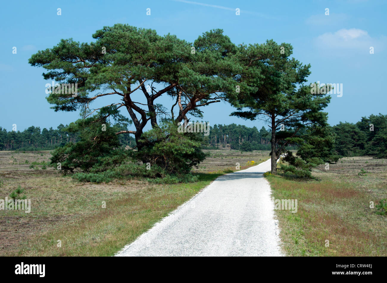 natural green port in landscape grown from trees Stock Photo - Alamy