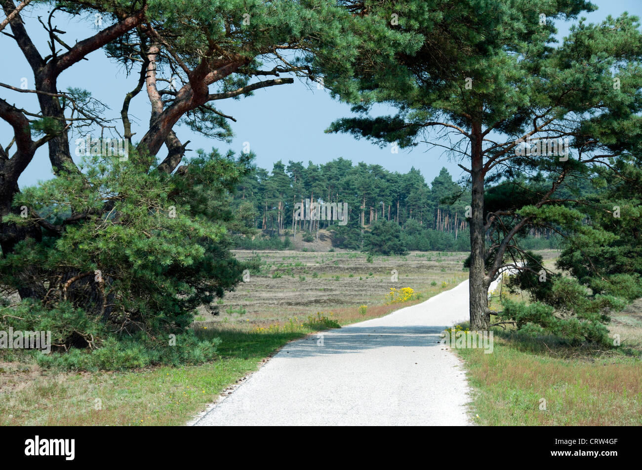 natural green port in landscape grown from trees Stock Photo - Alamy