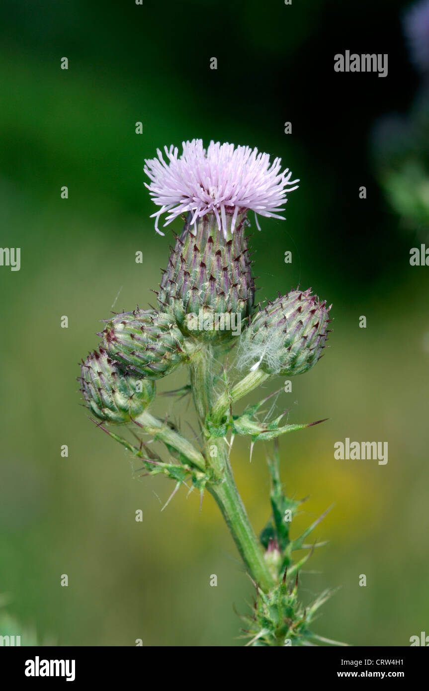 CREEPING THISTLE Cirsium arvense (Asteraceae Stock Photo - Alamy