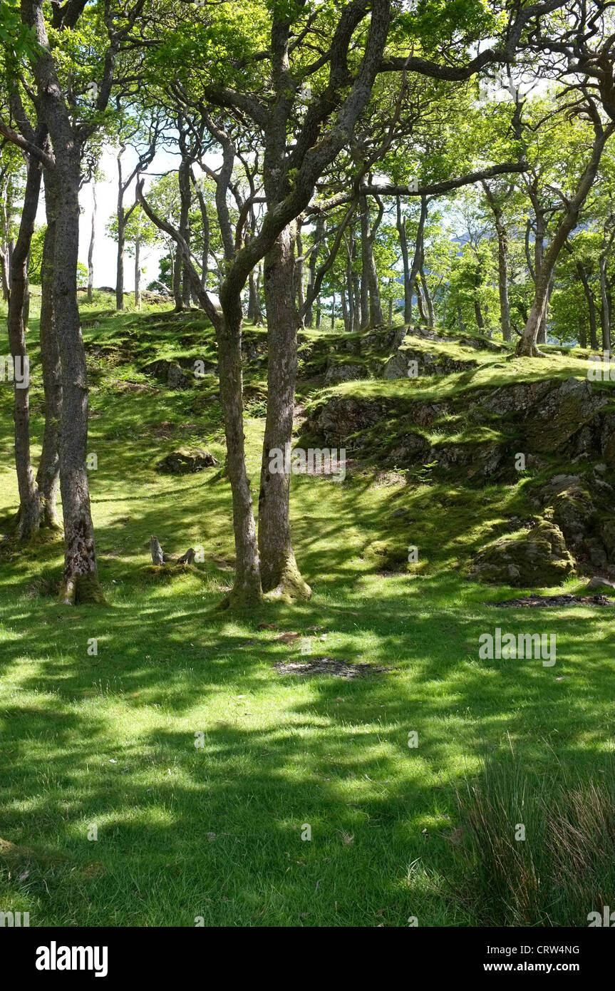 Trees in a green environment/forest Stock Photo - Alamy