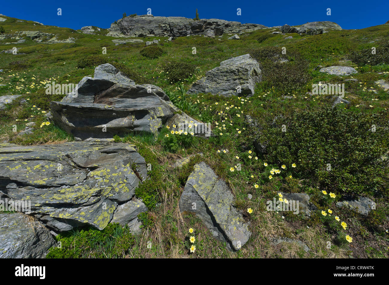 alpine grassland, Aosta valley, Italy Stock Photo - Alamy