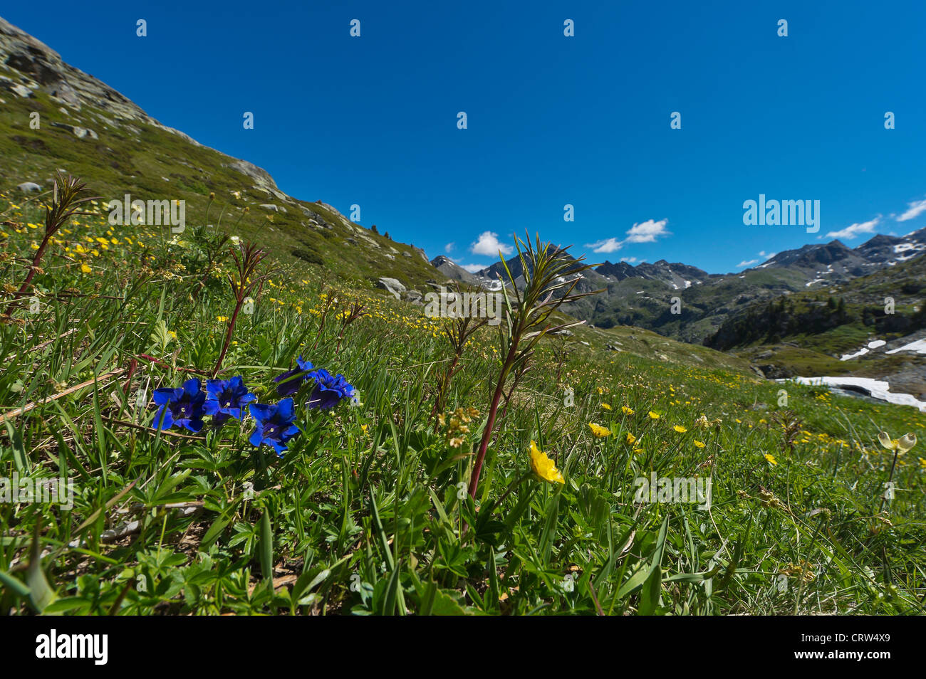 alpine grassland, Aosta valley, Italy Stock Photo - Alamy