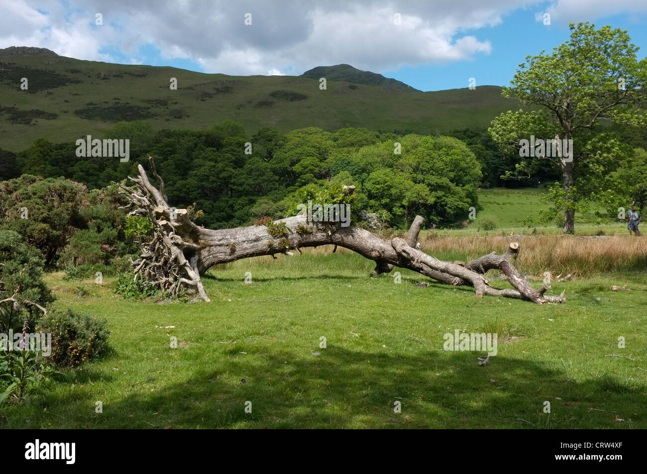 Oak tree roots hi-res stock photography and images - Alamy