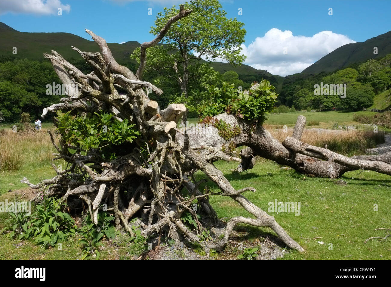 Fallen Oak Stock Photos & Fallen Oak Stock Images - Alamy