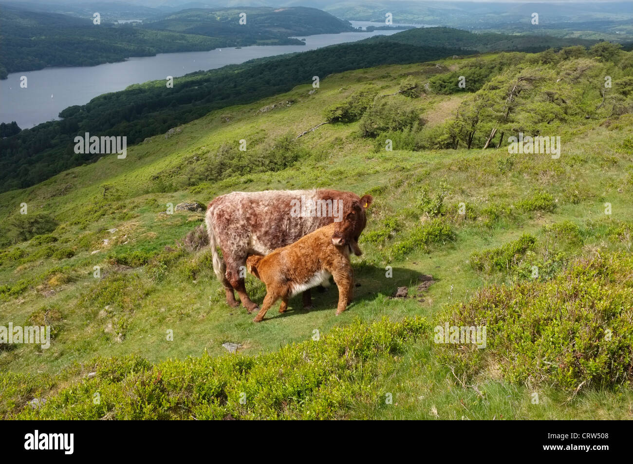 Lake district cow hi-res stock photography and images - Alamy