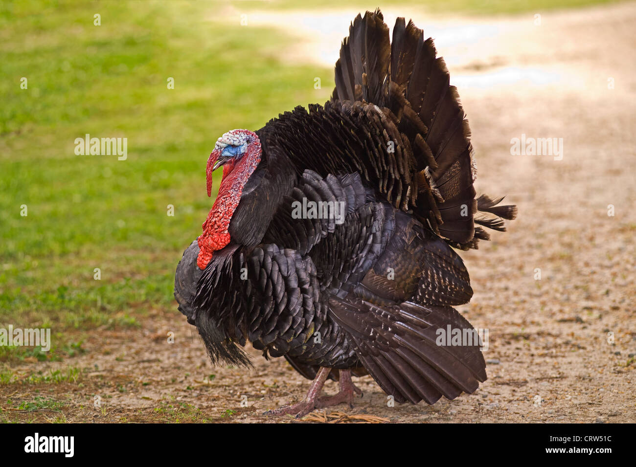 Male bird turkey struts hi-res stock photography and images - Alamy