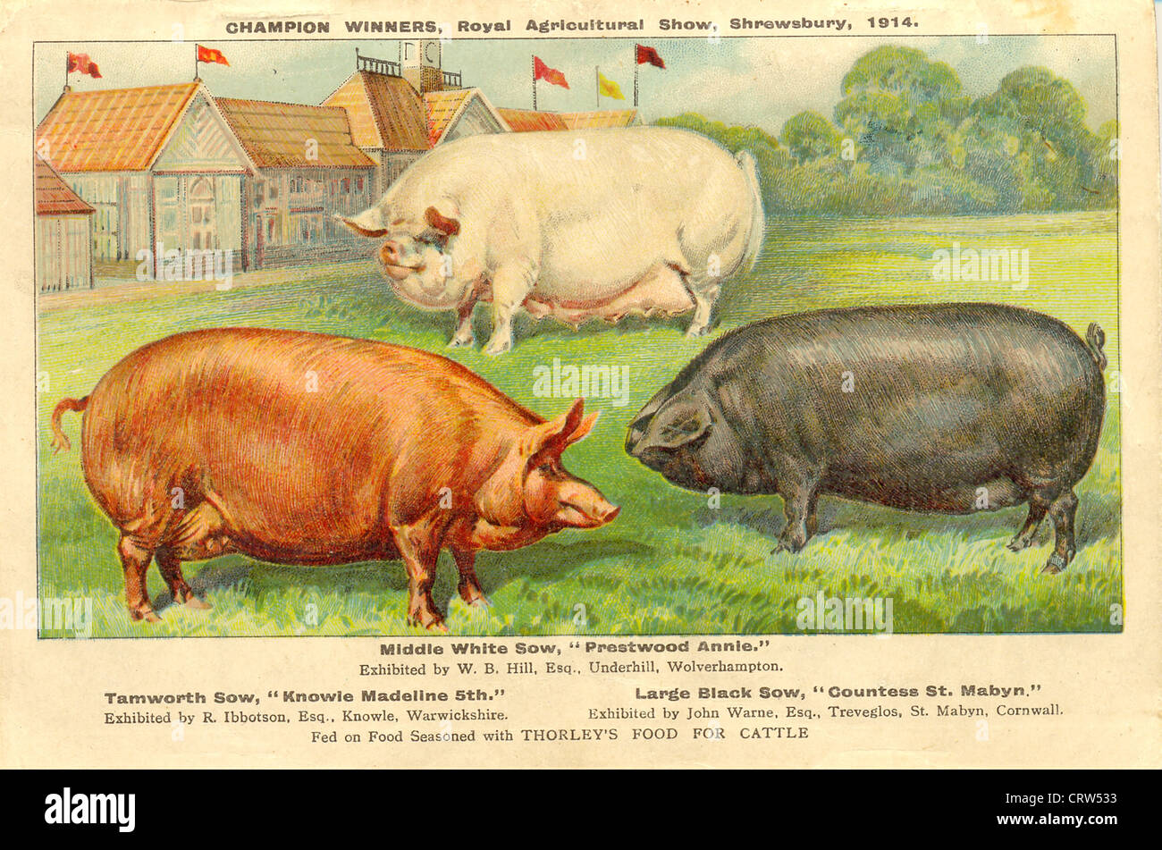 Prize pigs hi-res stock photography and images - Alamy