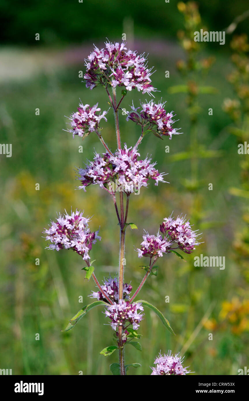 WILD MARJORAM Origanum vulgare (Lamiaceae Stock Photo - Alamy