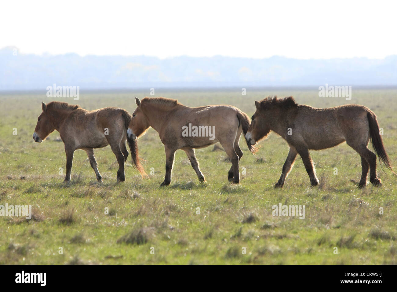 Horse tarpan hi-res stock photography and images - Alamy